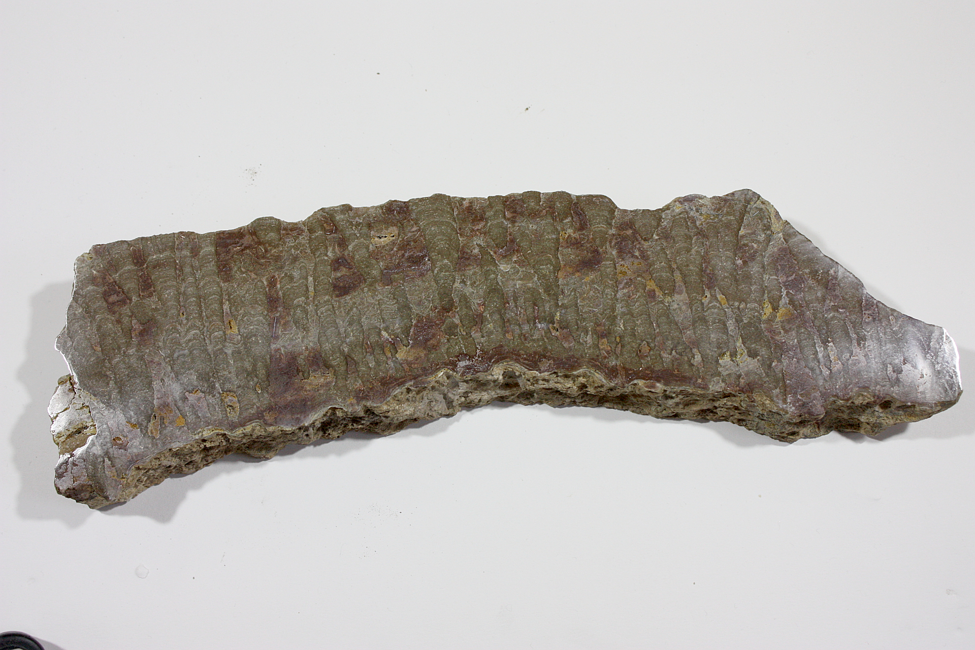 stromatolithen-1
